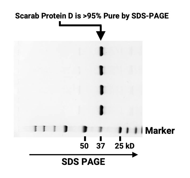 Protein D - Scarab Genomics