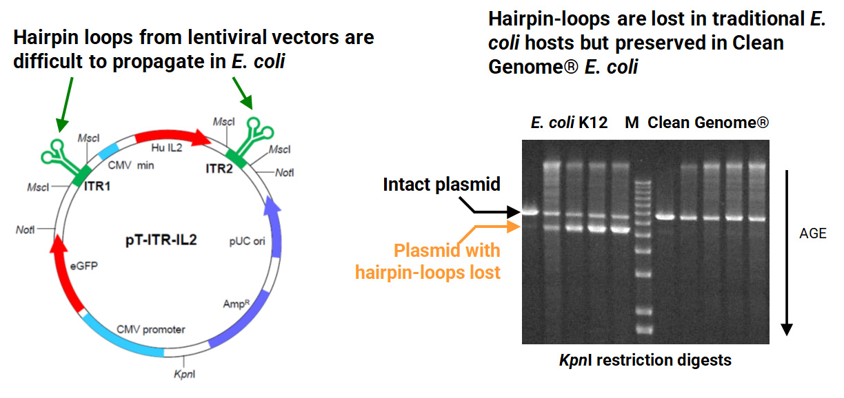 Clean Genome® E. coli - Scarab Genomics